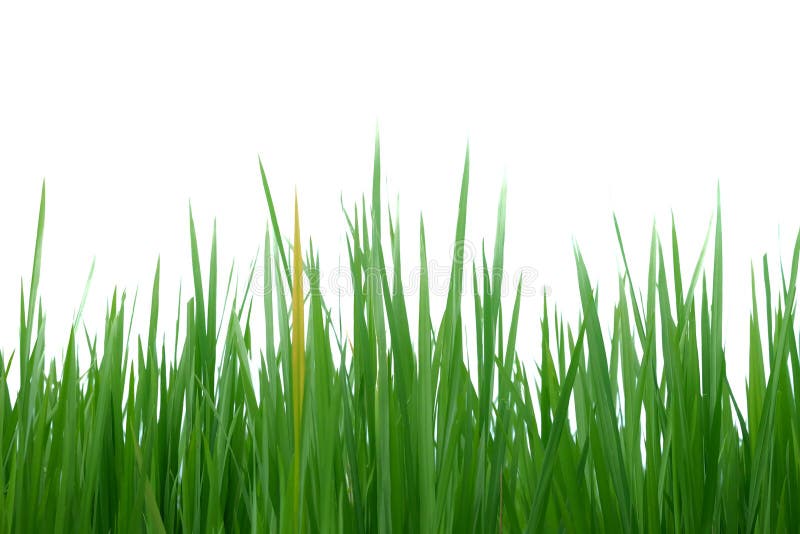 Jasmine Rice Leaves on White Isolated Background Stock Image - Image of ...