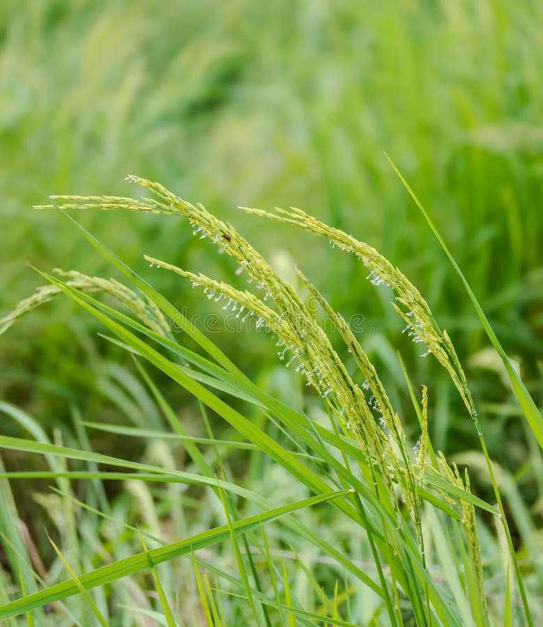 Jasmine Rice Plants Have Sprouted and Being Pollinated Stock Image ...