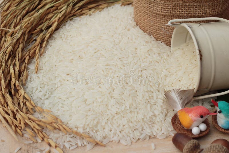 Jasmine Rice and Rice Grains for the Harvest. Stock Photo - Image of ...
