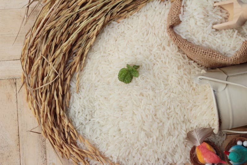 Jasmine Rice and Rice Grains for the Harvest. Stock Image - Image of ...