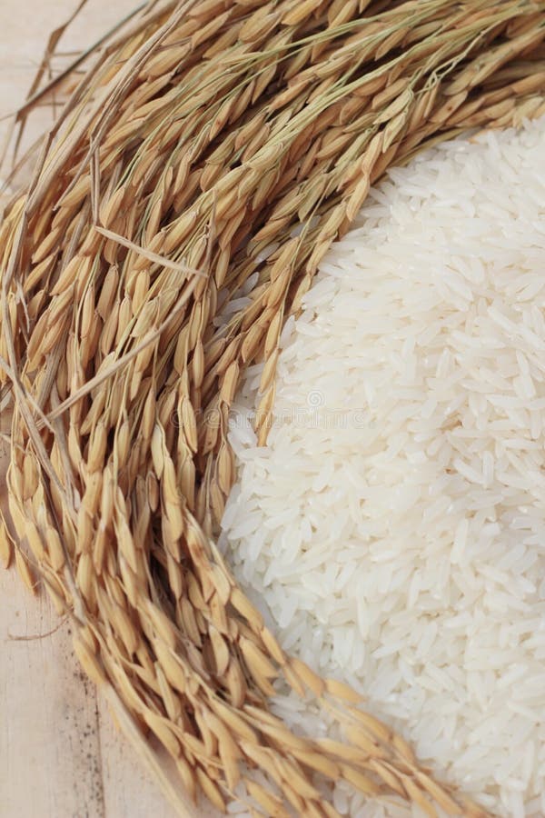 Jasmine Rice and Rice Grains for the Harvest. Stock Image - Image of ...