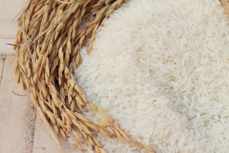Jasmine Rice and Rice Grains for the Harvest. Stock Image - Image of ...