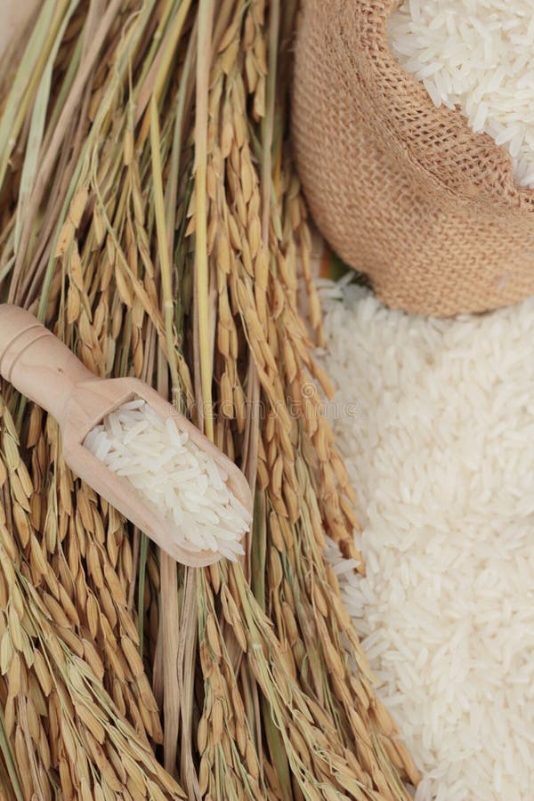 Jasmine Rice and Rice Grains for the Harvest. Stock Image - Image of ...