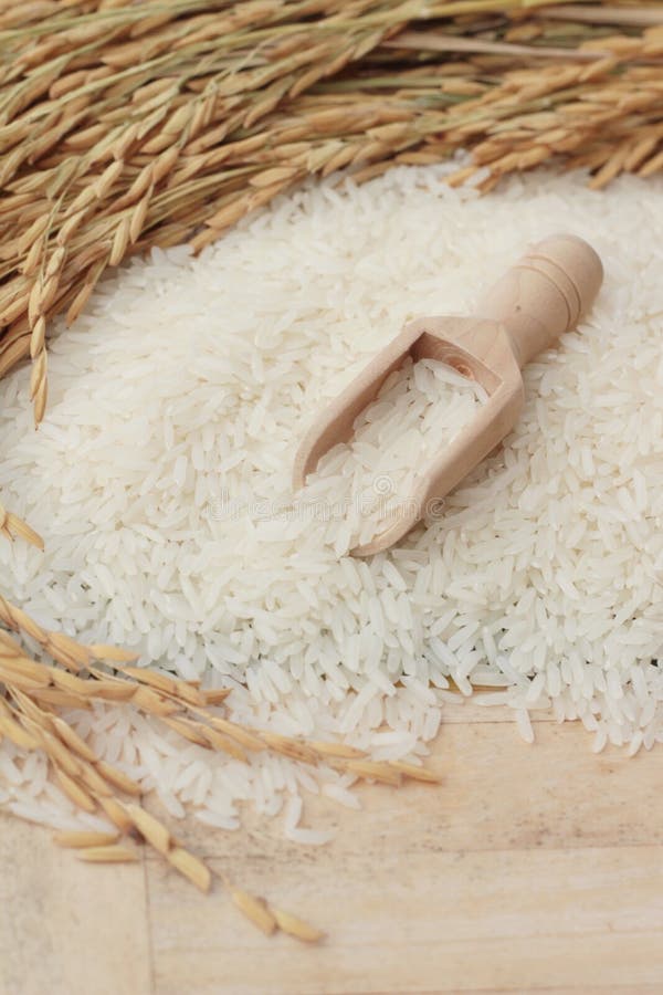 Jasmine Rice and Rice Grains for the Harvest. Stock Image - Image of ...