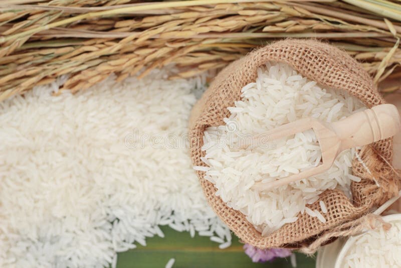 Jasmine Rice and Rice Grains for the Harvest. Stock Image - Image of ...