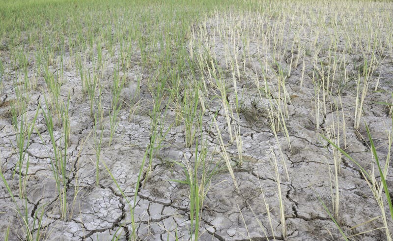Jasmine rice seedlings stock image. Image of geology - 226970059