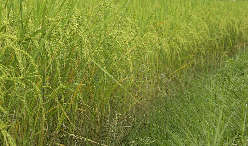 Jasmine Rice stock photo. Image of landscape, plant - 200632964
