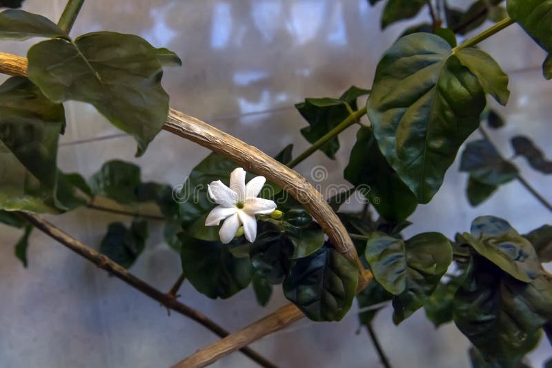 Jasmine sambac flower stock photo. Image of bright, fresh - 144524262