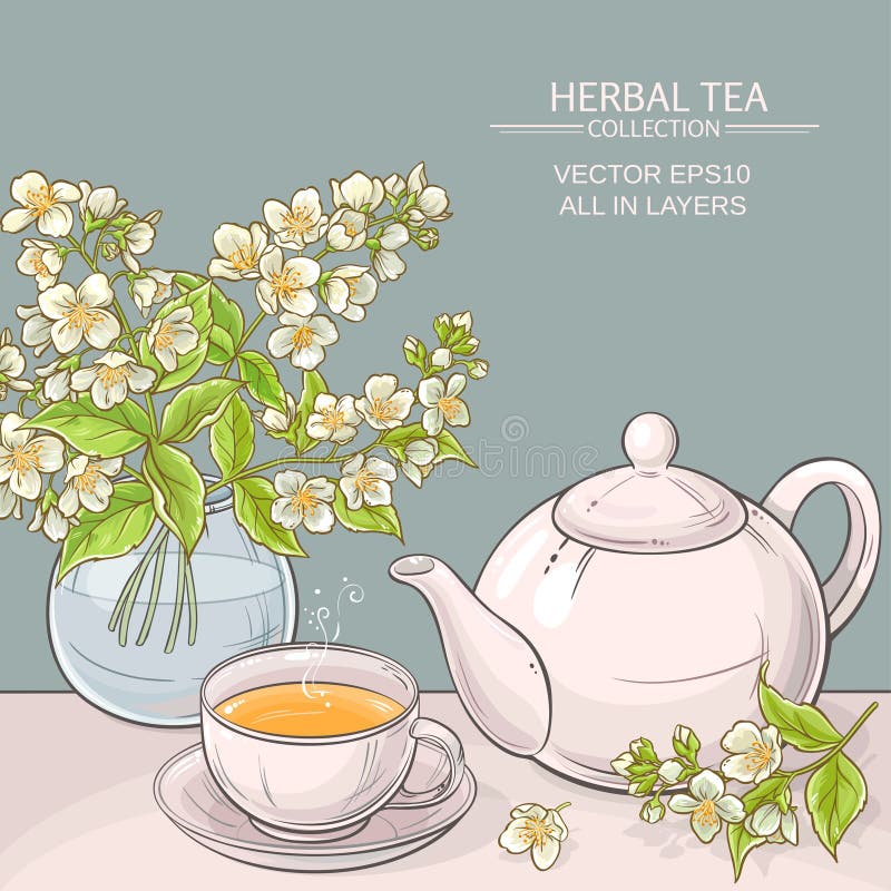 Jasmine Tea Vector Illustration Stock Vector - Illustration of jasmine ...