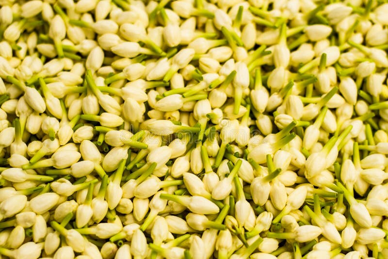 Jasmine texture stock photo. Image of nature, botanical - 27137928