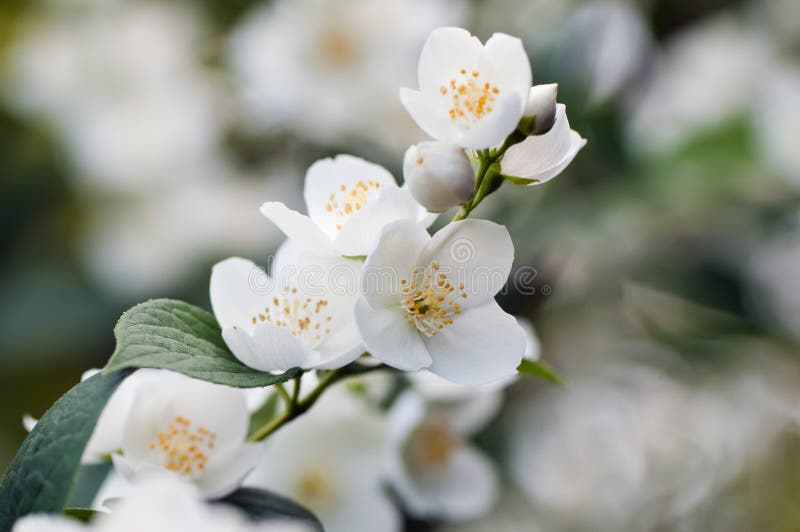 Jasmine stock image. Image of petal, group, large, macro - 21516529