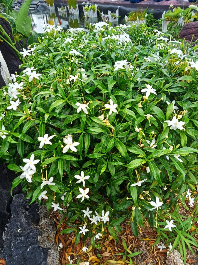 The Jasmine Tree is so Beautiful Stock Image - Image of jasmine, green ...