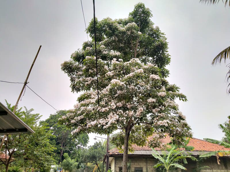 Jasmine Tree in the Morning Stock Image - Image of tree, morning: 263096655