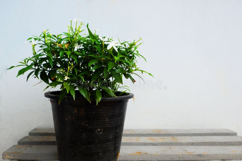 Jasmine Tree Pot is Put on Wood Table Near Cement Wall Stock Photo ...