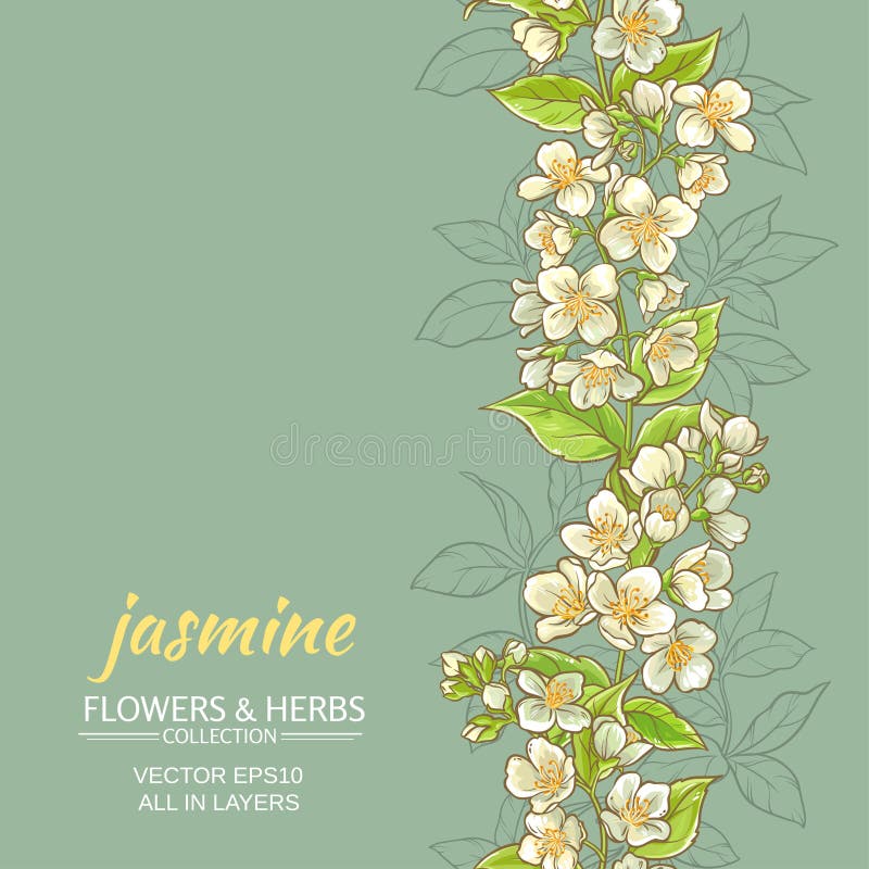 Jasmine Tea Vector Illustration Stock Vector - Illustration of jasmine ...