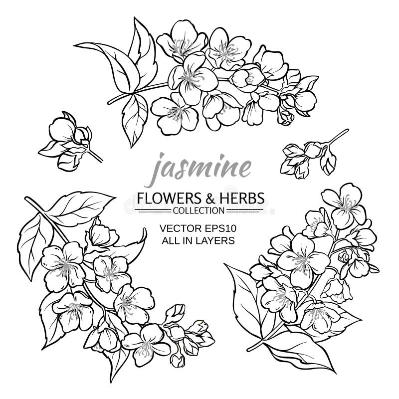 Jasmine Tea Vector Illustration Stock Vector - Illustration of jasmine ...