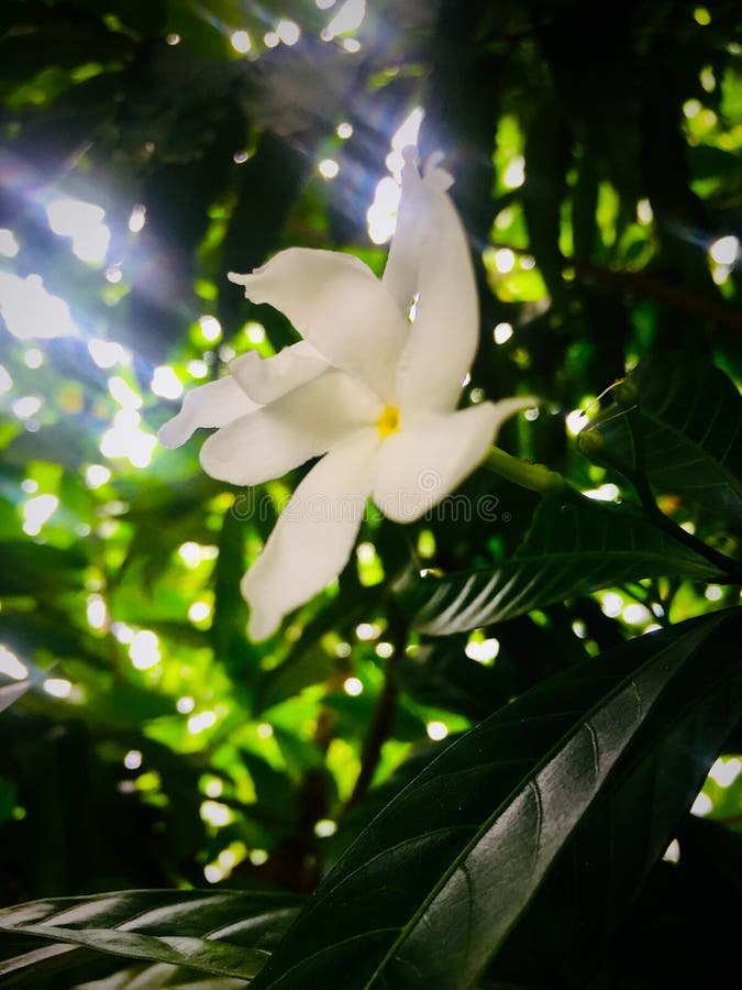 Jasmine Flower rebel stock photo. Image of walpaper - 254615048