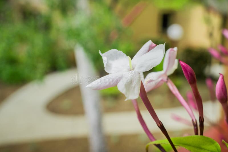 Jasmine White Flowers, California Stock Image - Image of gardening ...
