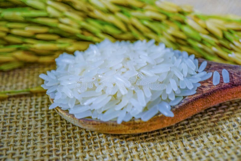 Jasmine White Rice with Gold Grain from Agriculture Farm Stock Photo ...