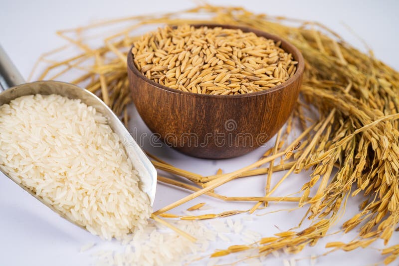 Jasmine White Rice with Gold Grain from Agriculture Farm Stock Photo ...