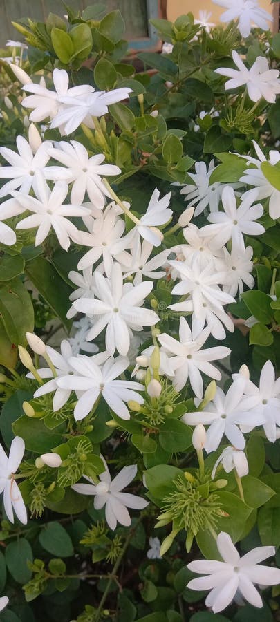 Jasminum Multiflorum with a Unique Texture, Nice Layout on the Home ...