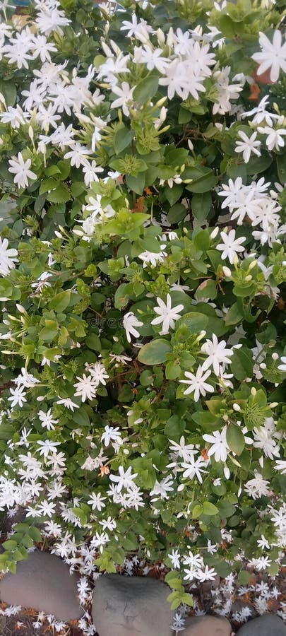 Jasminum Multiflorum with a Unique Texture, Nice Layout on the Home ...