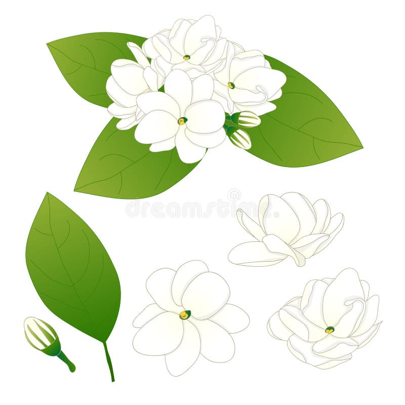 Arabian Jasmine Flower Painting Stock Illustration - Illustration of ...