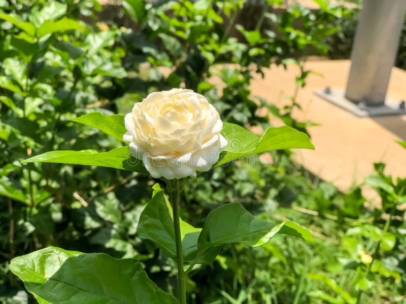 Jasminum sambac flower stock photo. Image of closeup - 222408736