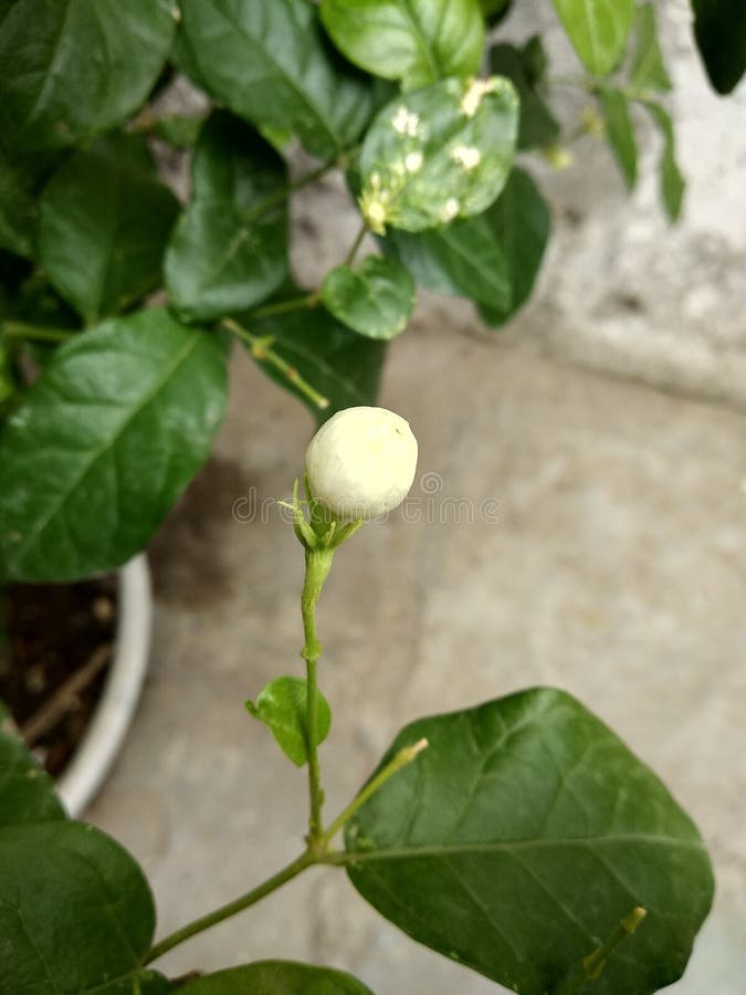 Jasminum Sambac Flower Bud and Leaves Stock Photo - Image of flowers ...