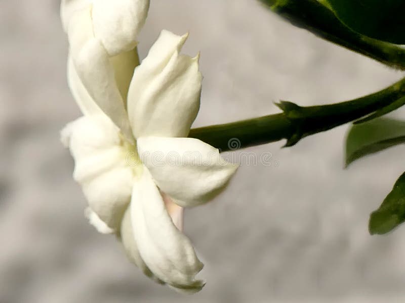 Jasminum Sambac Flower, Closeup Stock Photo - Image of arabian, asian ...