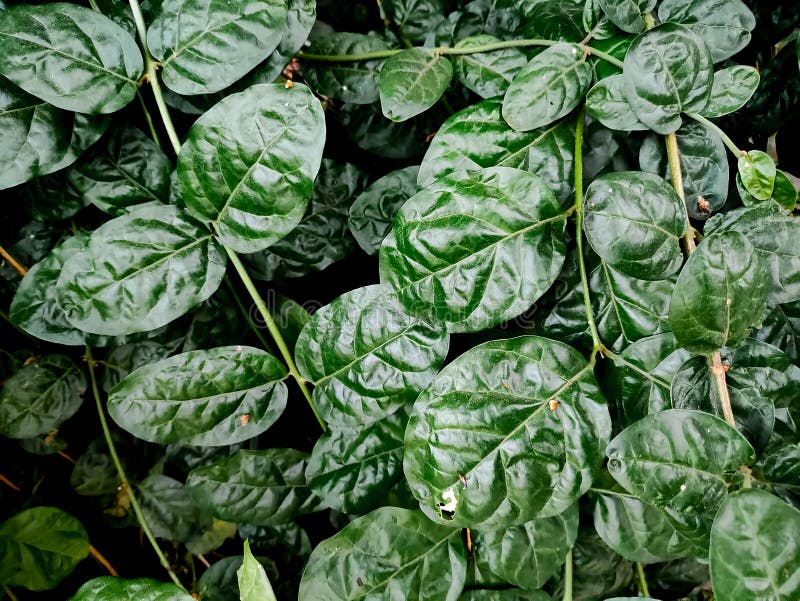 Jasminum Sambac Green Leaf Texture Stock Image - Image of jasminum ...