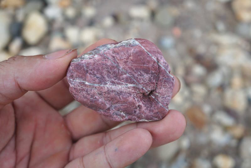 Geologist S Hand is Holding a Specimen of Raw Red Jasper Stone with ... Geologist S Hand is Holding a Specimen of Raw Red Jasper Stone with ...