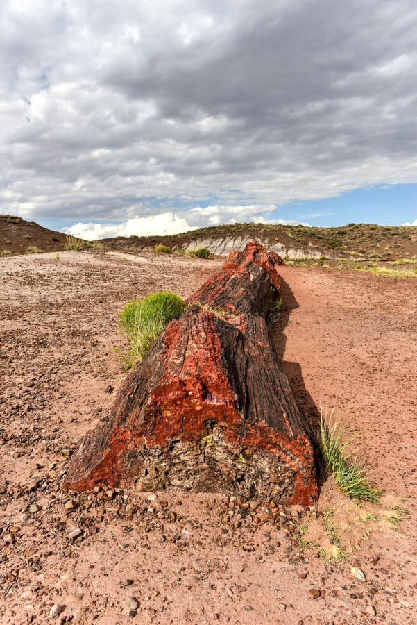 Jasper Forest stock photo. Image of united, outside - 152292490