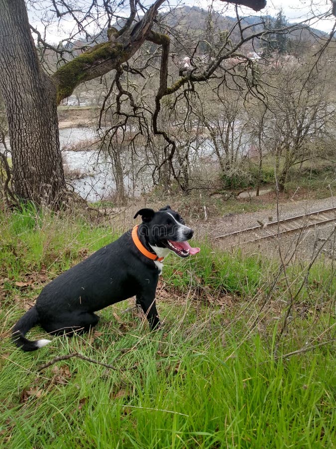 Jasper Hawk Grass Mcnabb Roble Imagen de archivo - Imagen de jaspe ...
