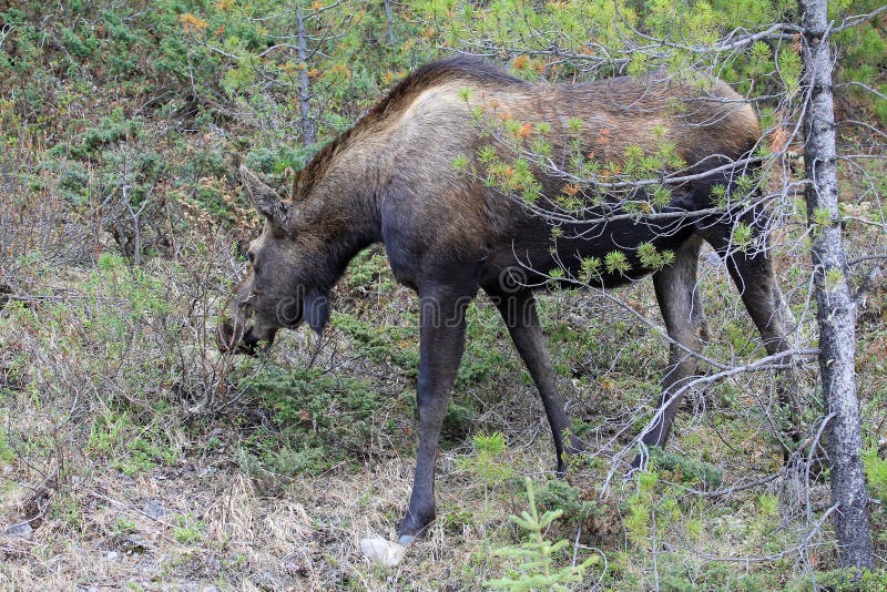 Female moose and pine tree stock photo. Image of national - 157429756