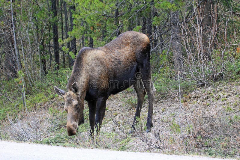 Female moose standing stock image. Image of national - 155278101
