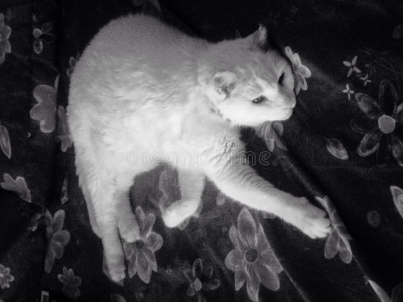 Jasper Loves Stock Photos - Free & Royalty-Free Stock Photos from ...