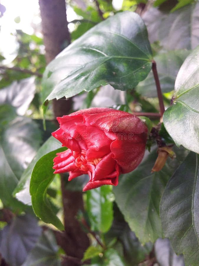 Redfull Stock Photos - Free & Royalty-Free Stock Photos from Dreamstime