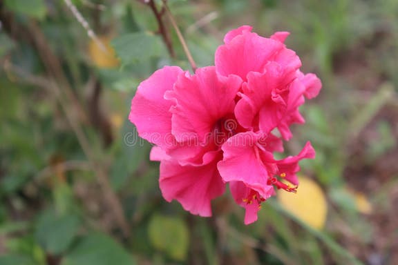 Jasud stock image. Image of plant, camera, shrub, petal - 276474533