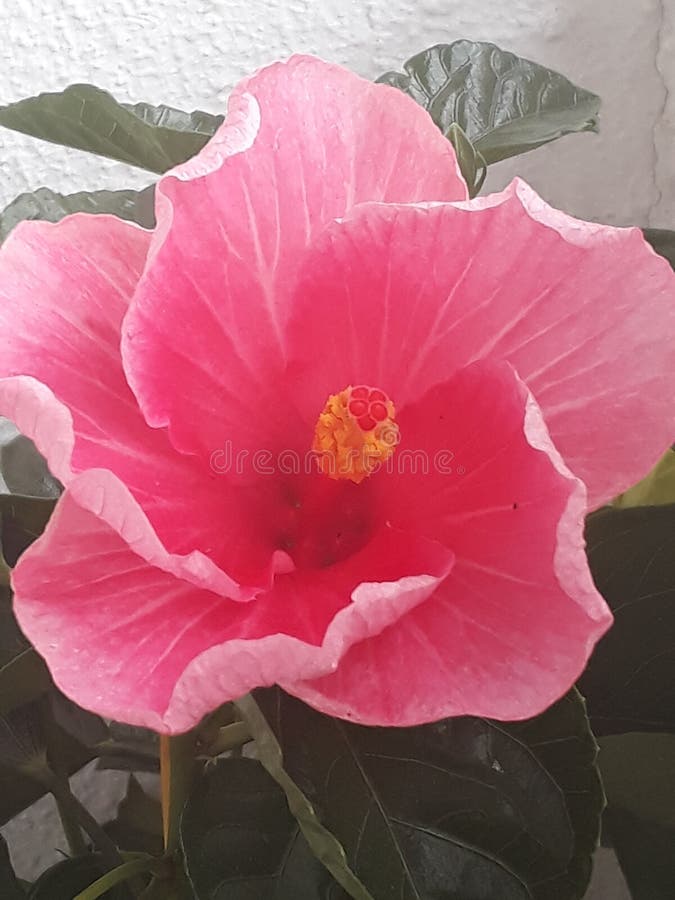 Jasvand Flower Stock Photos - Free & Royalty-Free Stock Photos from ...