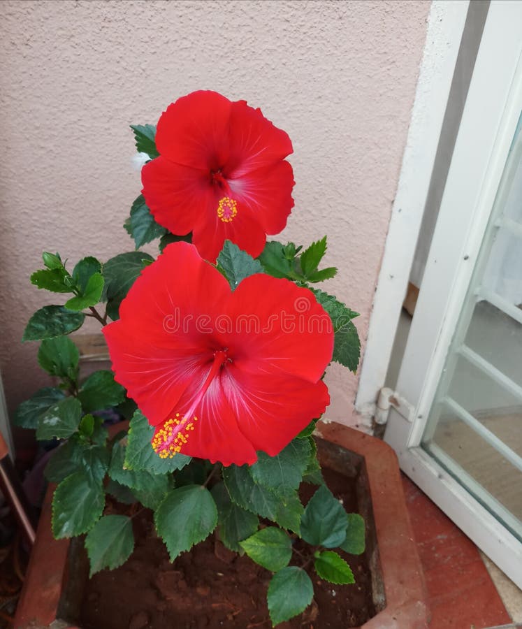 Jaswand flower stock image. Image of species, genus - 153221747