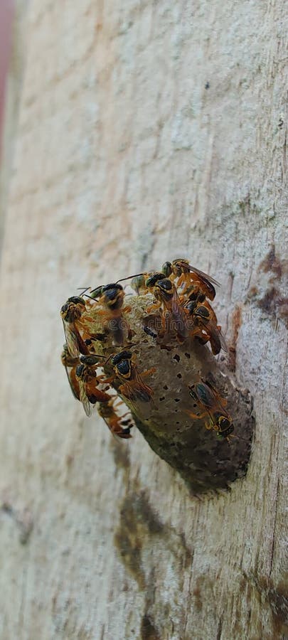 Jataí Bees Protecting the Hive. Stock Photo - Image of bees, jata ...