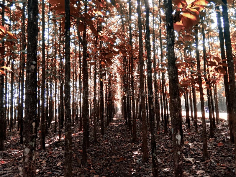 Jati Forest of Sodong stock image. Image of sodong, bogor - 262052085