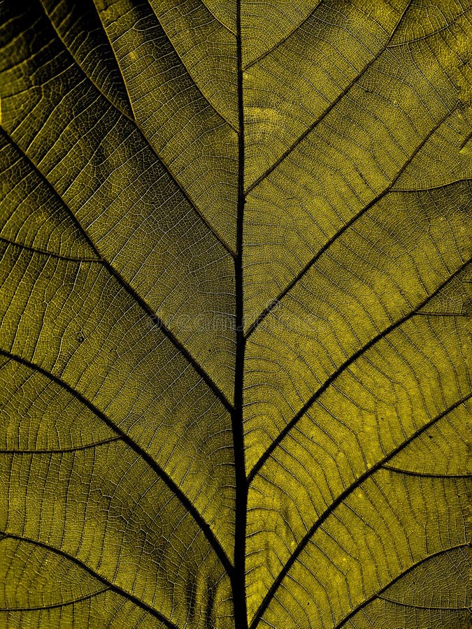 128 Jati Wood Texture Stock Photos - Free & Royalty-Free Stock Photos ...