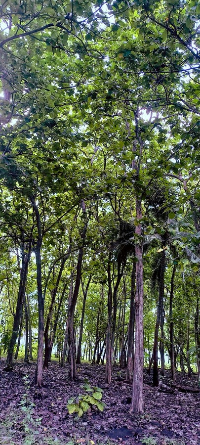 Jati, Some Kind of Trophycal Tree Stock Photo - Image of kind, jati ...