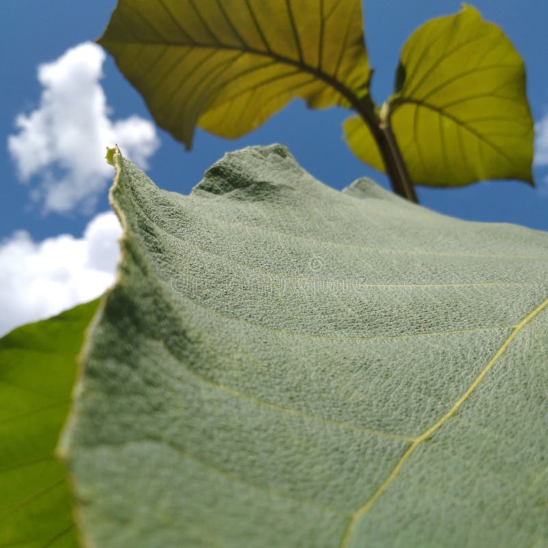 Jati Tree or Teak Tree and Green Leaves Stock Image - Image of teak ...
