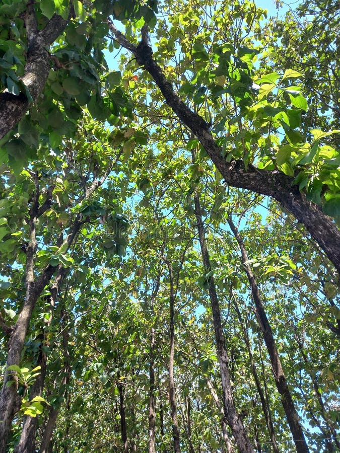 Jati Tree at the forest stock image. Image of branch - 269729889