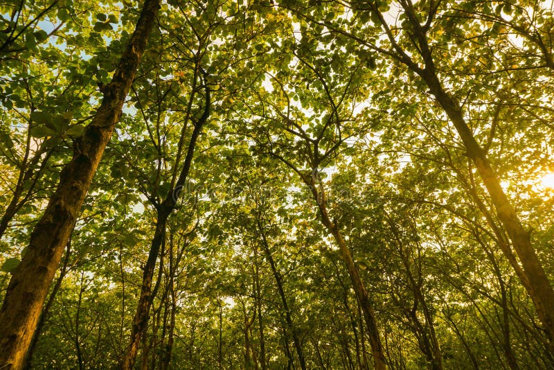 Beautiful Jati Tree Stock Photos - Free & Royalty-Free Stock Photos ...