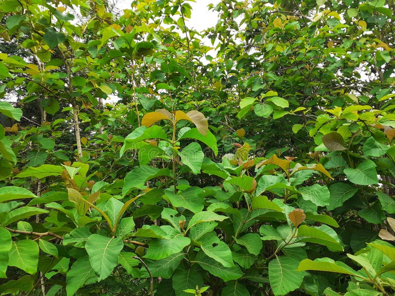 Jati Tree or Teak Tree and Green Leaves Stock Image - Image of teak ...