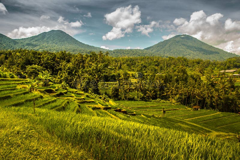 Jatiluwih Rice Field at Bali Stock Image - Image of green, husbandry ...